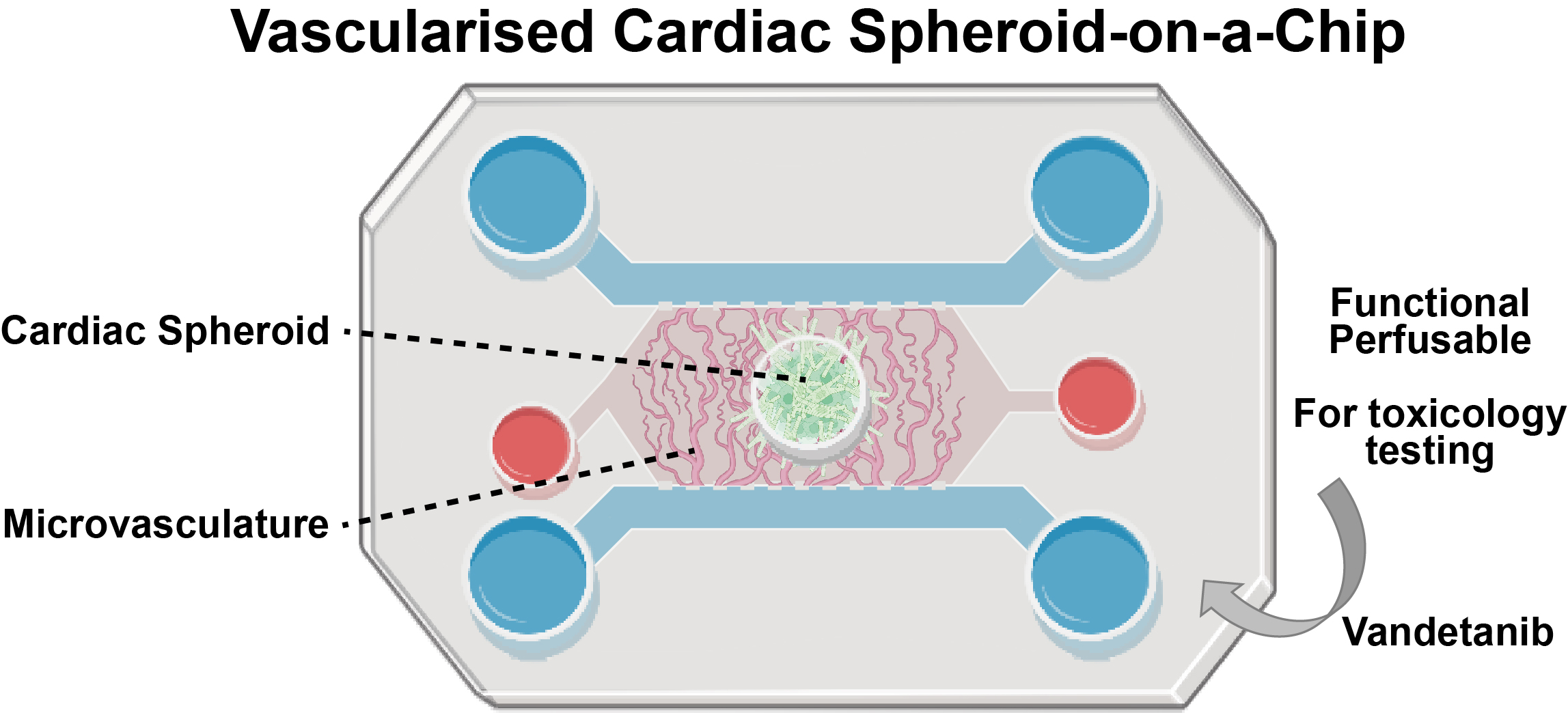 QMUL Team Develops The First Functional Microvascularised Cardiac ...
