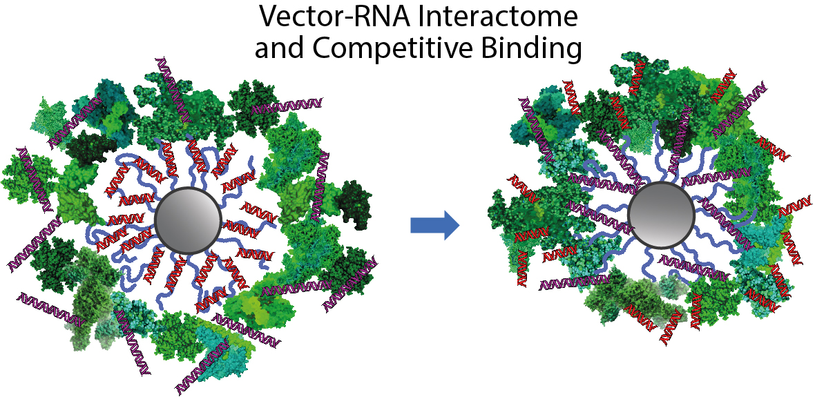 New insights into the design of RNA delivery vectors: QMUL CDT in ...